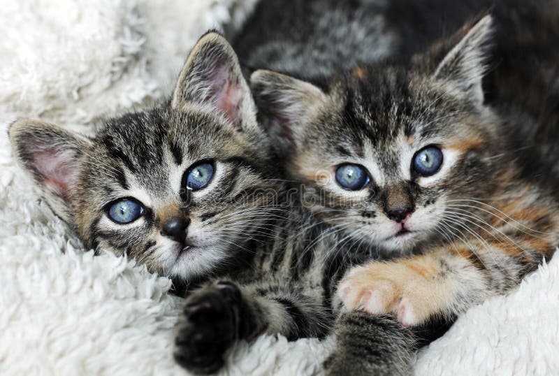 15,085 Grey Kittens Photos - Free & Royalty-Free Stock Photos from ...