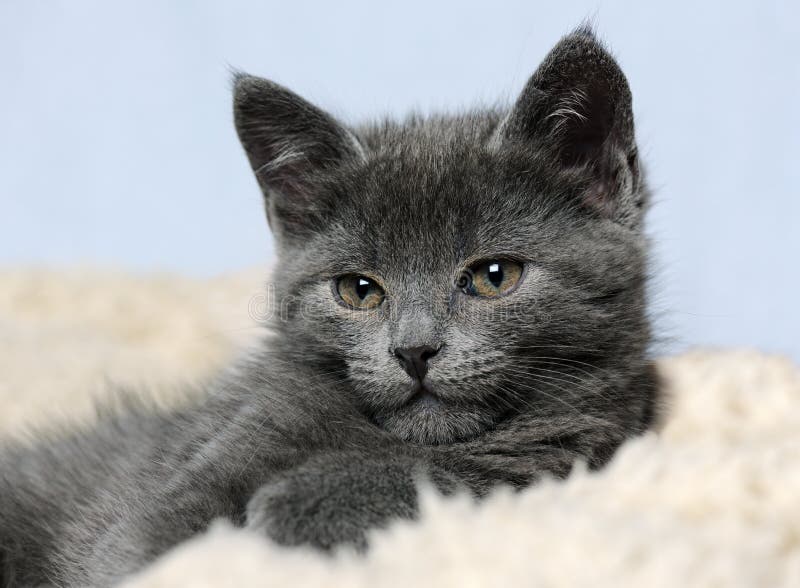Cute grey kitty stock photo. Image of cute, small, animal - 73269404