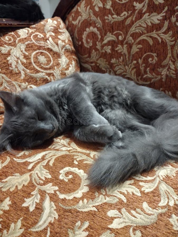 Cute grey Kitty sleeping stock image. Image of clothing - 259685695