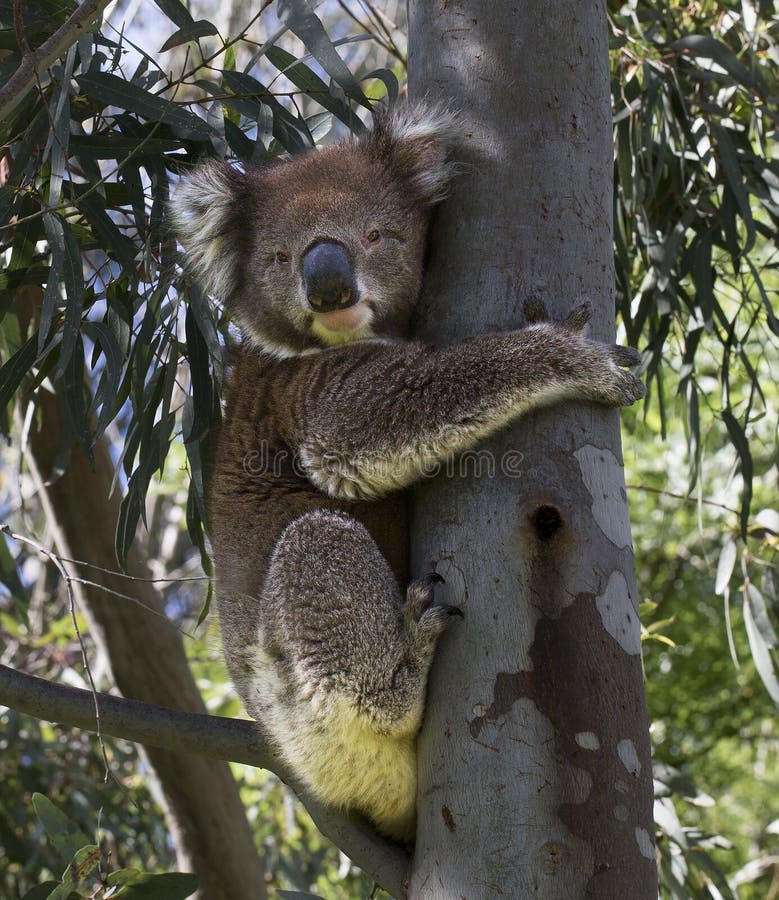 A cute grey Koala stock image. Image of tree, wildlife - 81139297