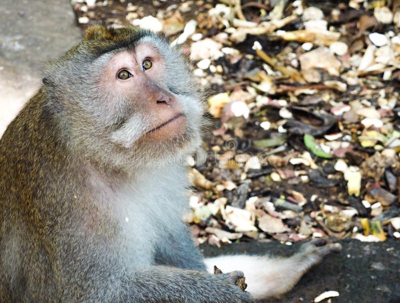 Old Grey Monkey Colchester Zoo in the UK Stock Image - Image of ...