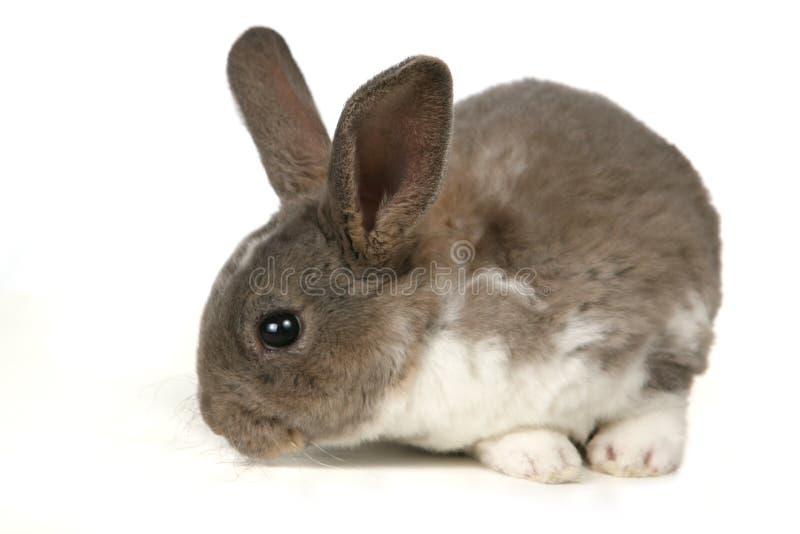 Cute Grey Pet Rabbit stock image. Image of isolated, adorable - 8807691