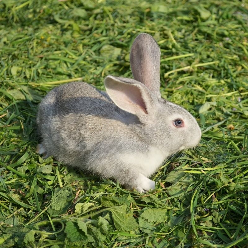 Cute Grey Purebreed Rabbit in a Yard Stock Image - Image of breeding ...