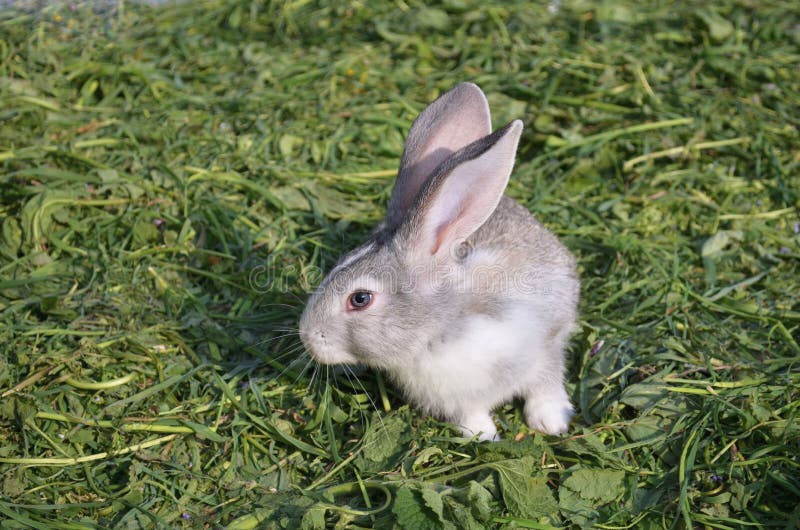 Cute Grey Purebreed Rabbit in a Yard Stock Photo - Image of adorable ...