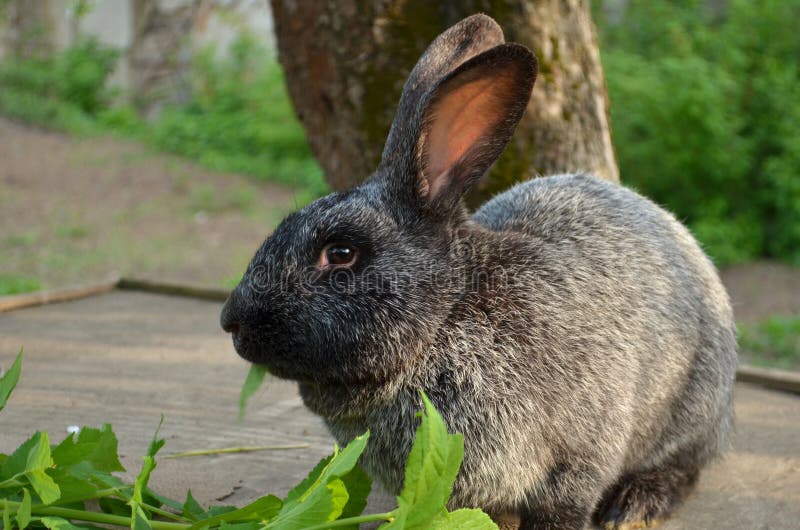 Cute Grey Purebreed Rabbit in a Yard Stock Image - Image of cute ...