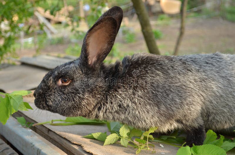 Cute Grey Purebreed Rabbit in a Yard Stock Image - Image of event ...