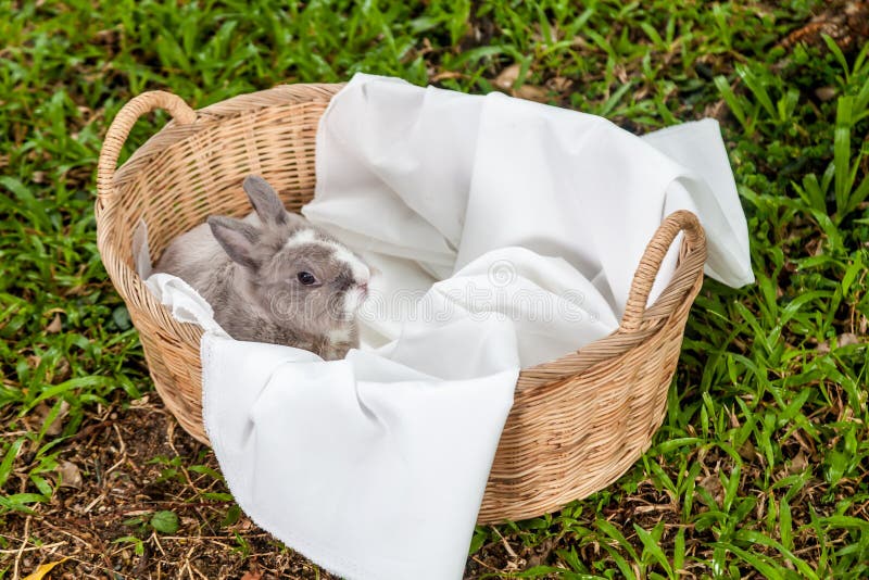 Cute Grey Rabbit in Basket stock image. Image of blanket - 105148473