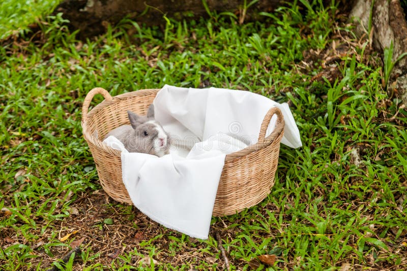 Cute Grey Rabbit in Basket stock photo. Image of ears - 105148656