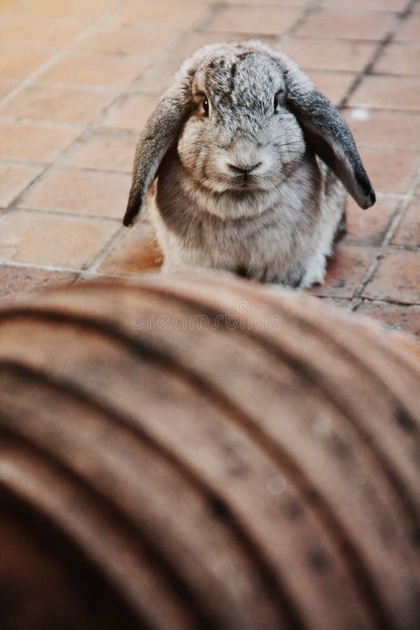 Cute Grey Rabbit Bunny on Concrete Floor Stock Photo - Image of furry ...