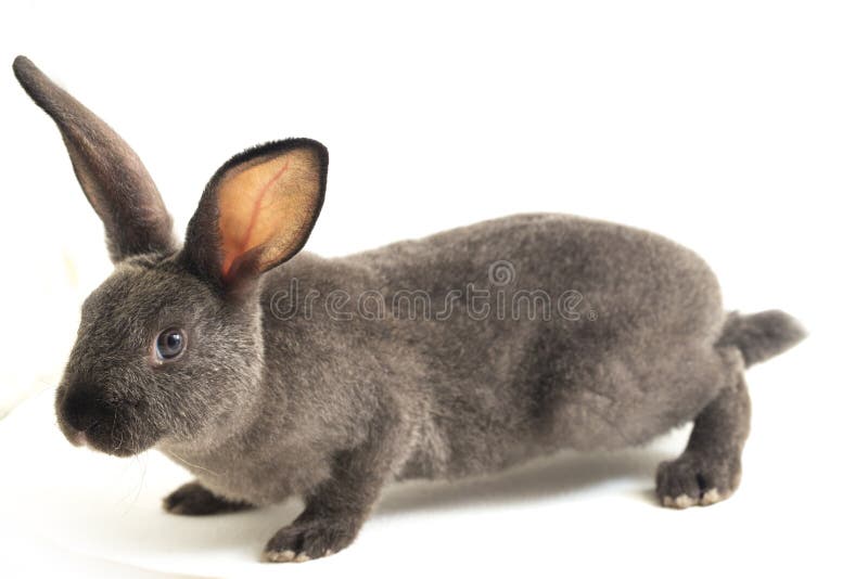 Cute Grey Rabbit Isolated on White Stock Image - Image of curiosity ...