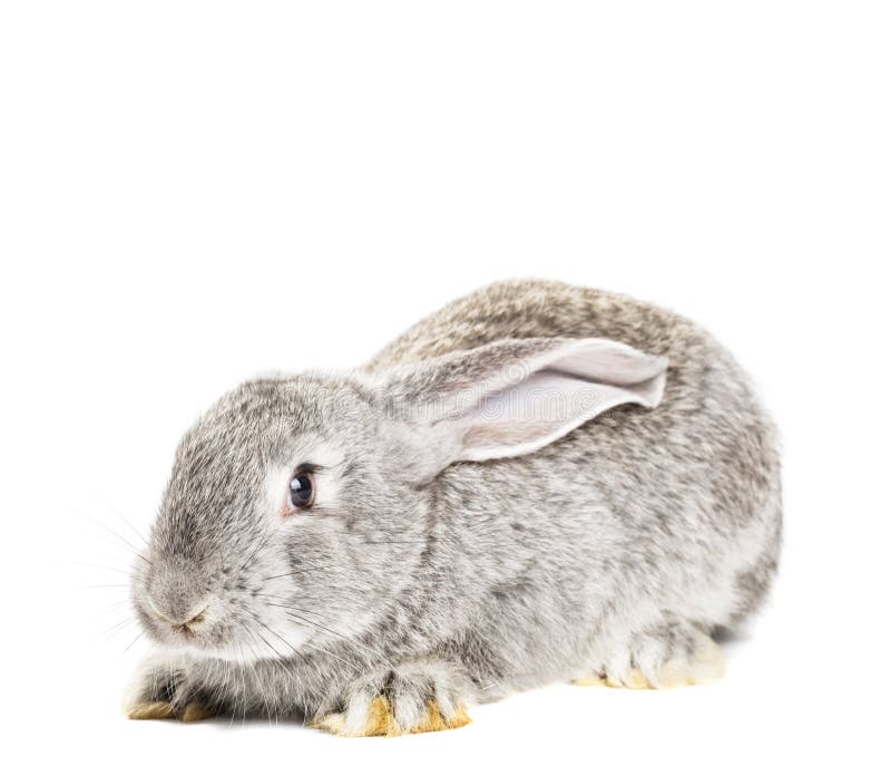 Cute grey rabbit on white stock photo. Image of fluffy - 30110480