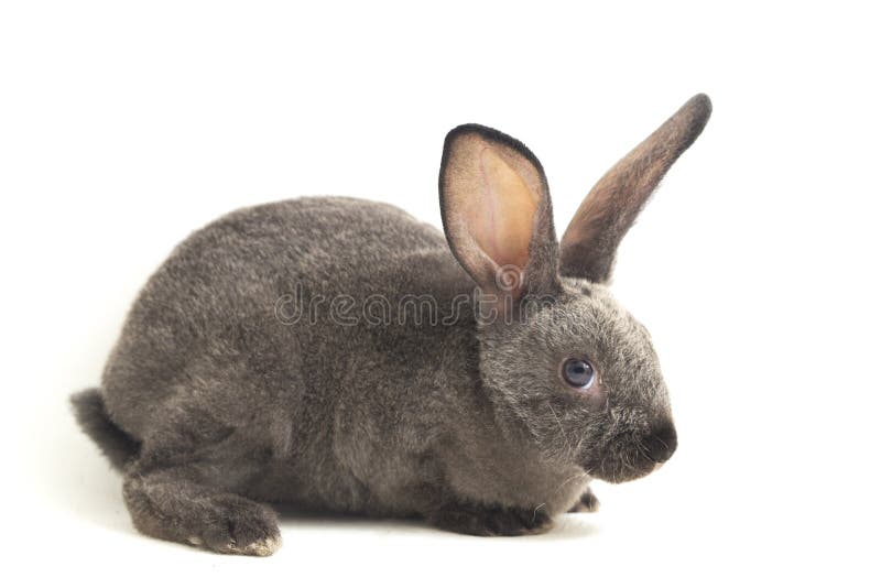 Cute Grey Rabbit Isolated on White Stock Image - Image of portrait ...