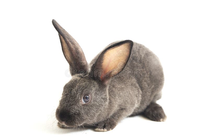 Cute Grey Rabbit Isolated on White Stock Photo - Image of animal, pets ...
