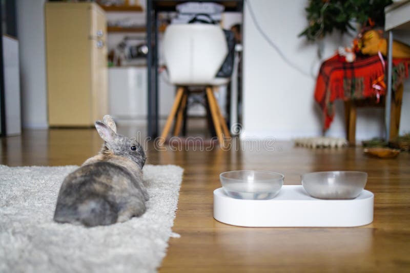 Cute Grey Rabbit Lying at Home Stock Photo - Image of cozy, animal ...