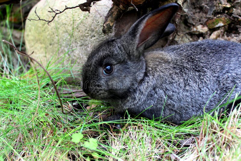 Cute Grey Rabbit Near the Forest Stock Image - Image of forest, grass ...