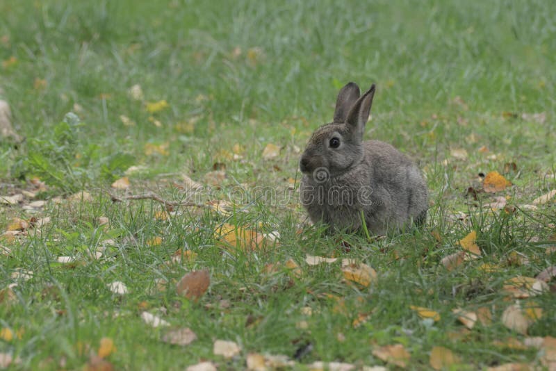 Cute Grey Rabbit Standing on the Green Grass Stock Image - Image of ...