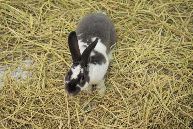 Grey rabbit on straw stock photo. Image of rabbit, fluffy - 101809522