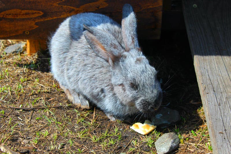Cute Grey Rabbit from the Zoo Stock Photo - Image of adorable, bear ...