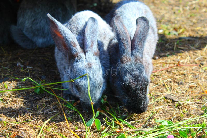 Cute Grey Rabbit from the Zoo Stock Photo - Image of adorable, bear ...