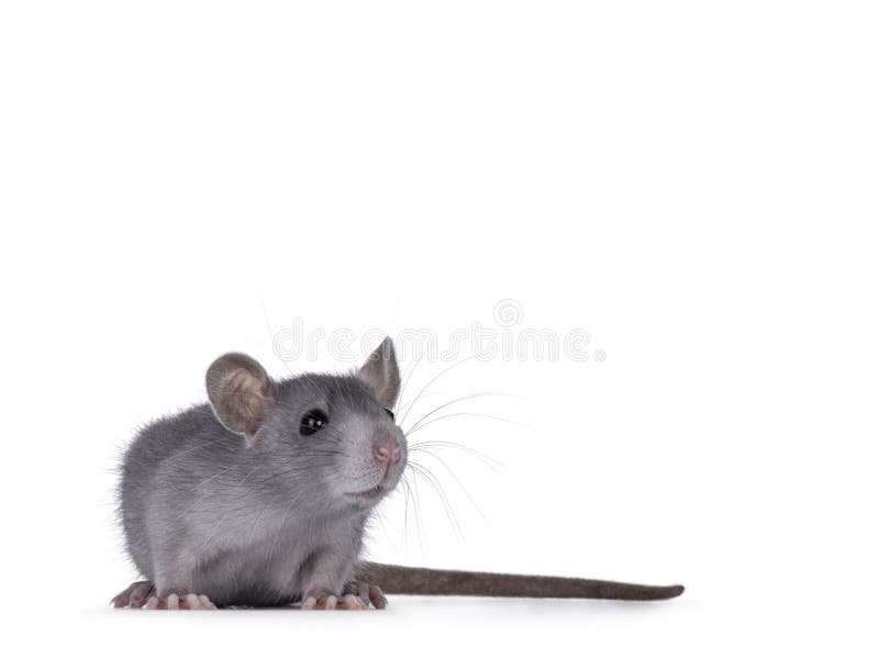 Cute Grey Rat Posing on White Background Stock Photo - Image of ...