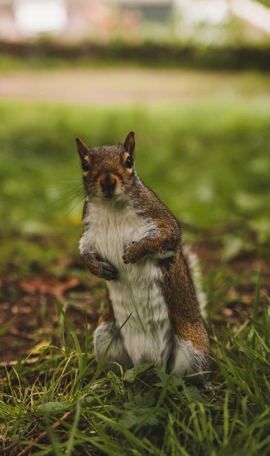 Cute Grey Squirrel Chilling in Park Stock Photo - Image of habitat ...