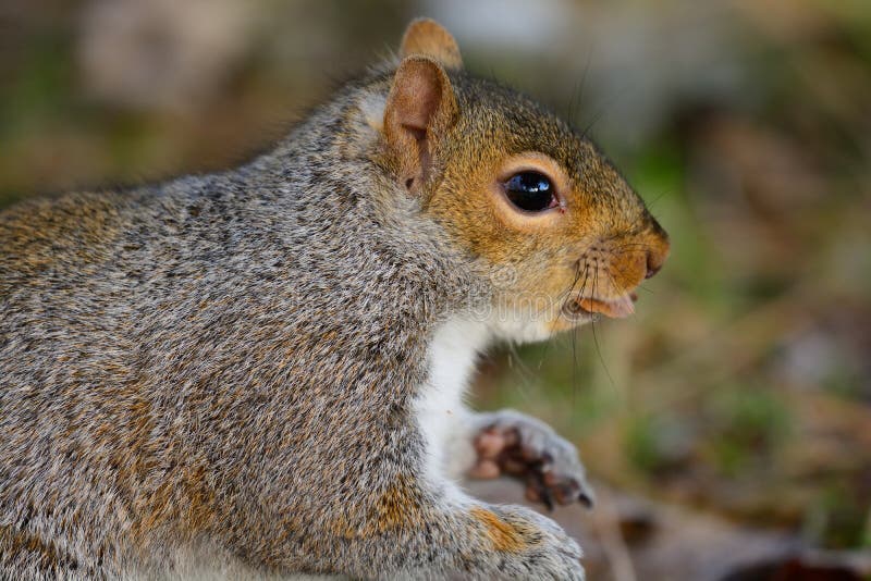 Cute grey squirrel stock photo. Image of grass, greysquirrel - 93228480
