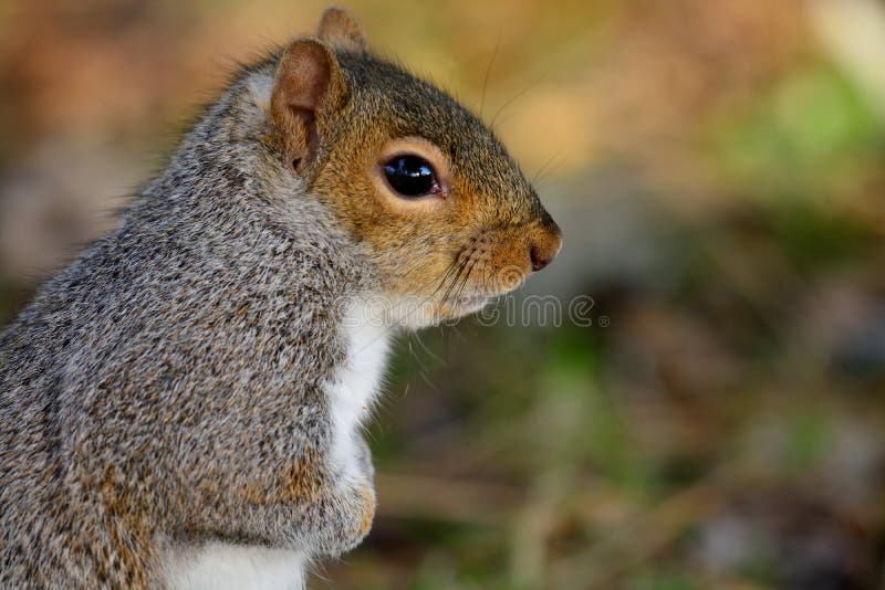 Cute grey squirrel stock photo. Image of grass, greysquirrel - 93228480