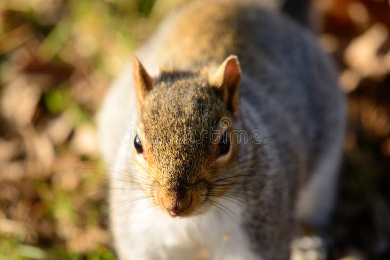 Cute grey squirrel stock photo. Image of grass, greysquirrel - 93228480