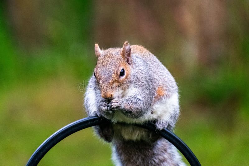 Dangle Feeding Stock Photos - Free & Royalty-Free Stock Photos from ...