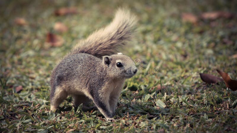Cute Grey Squirrel stock photo. Image of cute, furry - 50210796