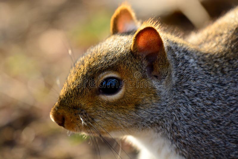 Cute grey squirrel stock photo. Image of grass, greysquirrel - 93228480