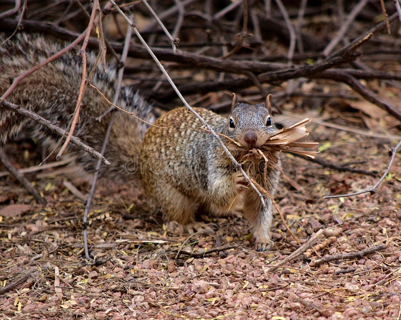 Squirrel Picking Fiber from the Bark and Dry Leaves of a Banana Tree ...