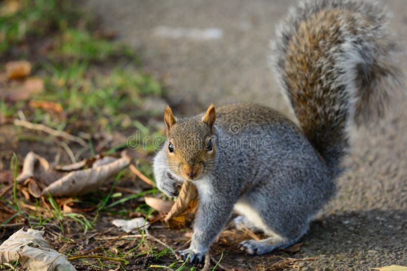 Cute grey squirrel stock photo. Image of grass, greysquirrel - 93228480