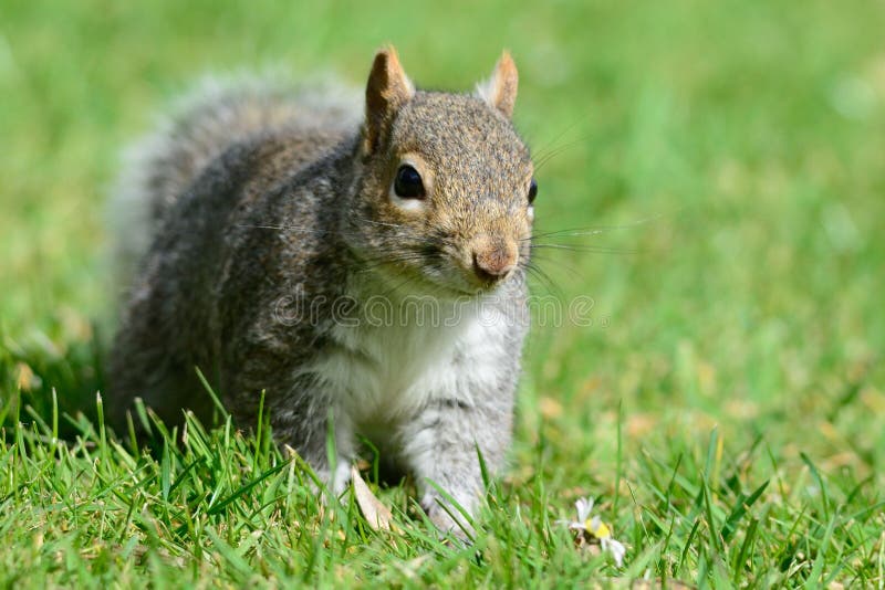 Cute grey squirrel stock photo. Image of curiousity, looking - 93227782