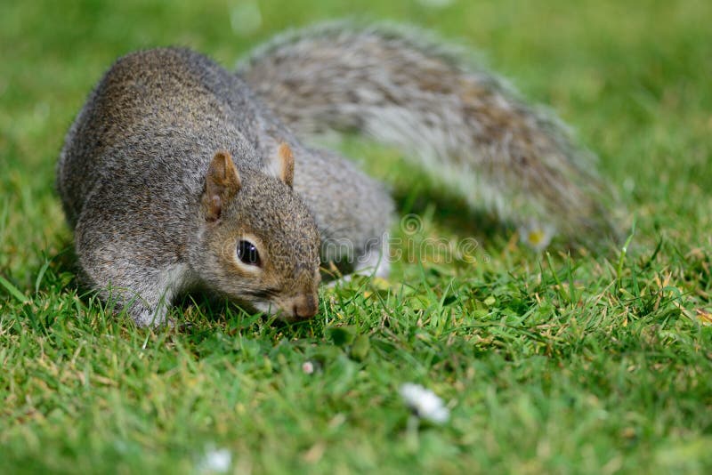 Cute grey squirrel stock image. Image of side, isolated - 93227965