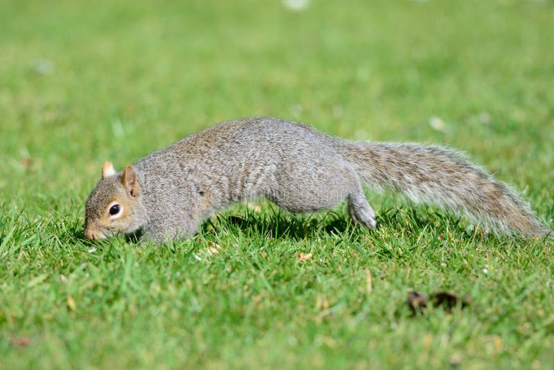 Cute grey squirrel stock image. Image of playing, wildlife - 93227643