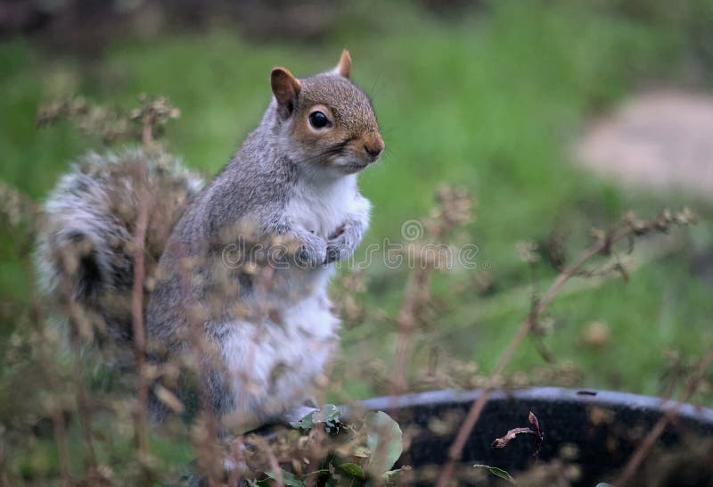 Cute Grey Squirrel Sitting on a Plant Pot Stock Photo - Image of alert ...