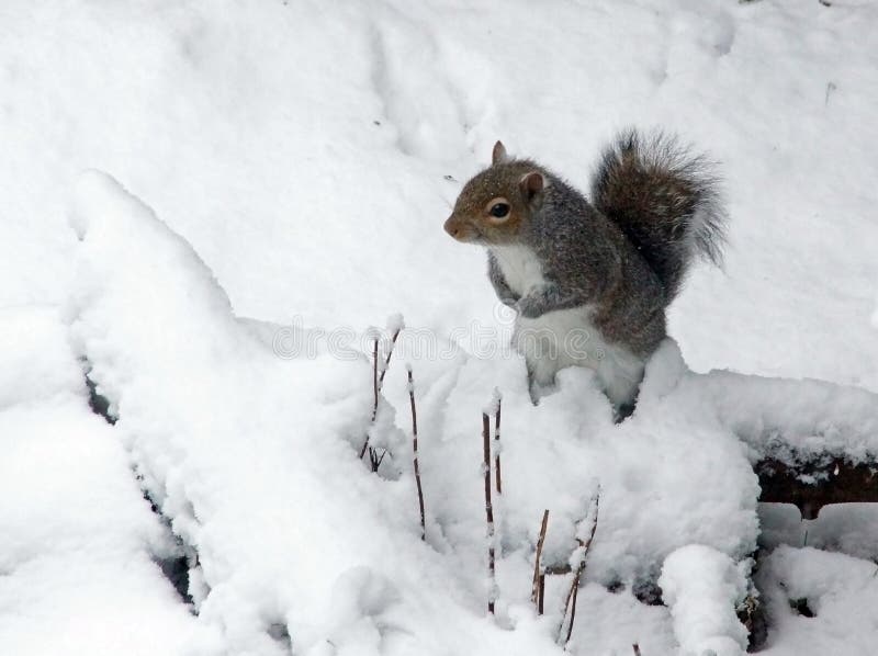 Cute Grey Squirrel in the Snow Stock Image - Image of tail, branch ...