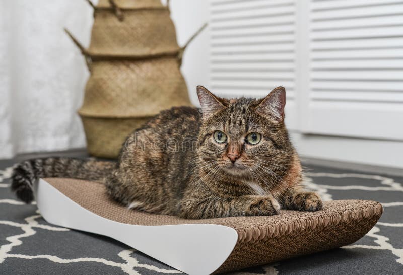 Cute Tabby Cat Lying on the Cardboard Scratching Post Stock Image ...