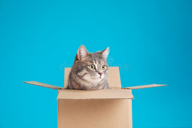 1,329 Cat Sitting Cardboard Box Stock Photos - Free & Royalty-Free ...