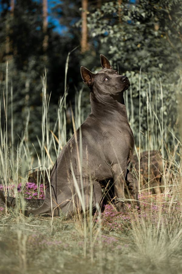Cute Grey Thai Ridgeback Dog Walking on the Forest Stock Image - Image ...