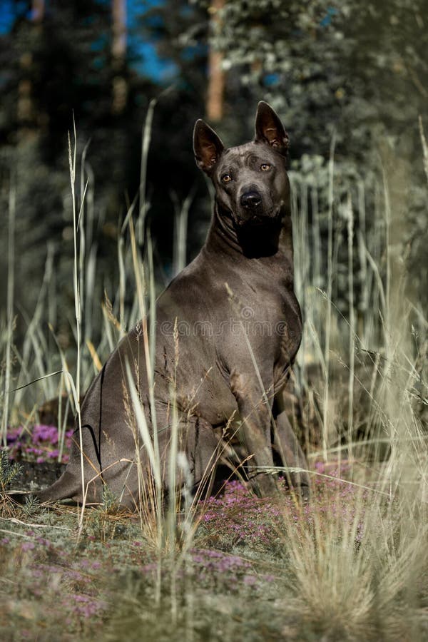Cute Grey Thai Ridgeback Dog Walking on the Forest Stock Image - Image ...