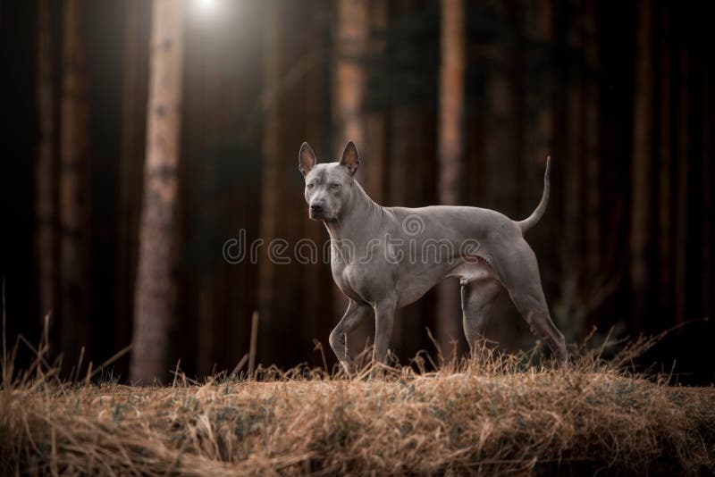 Cute Grey Thai Ridgeback Dog Walking on the Forest Stock Image - Image ...