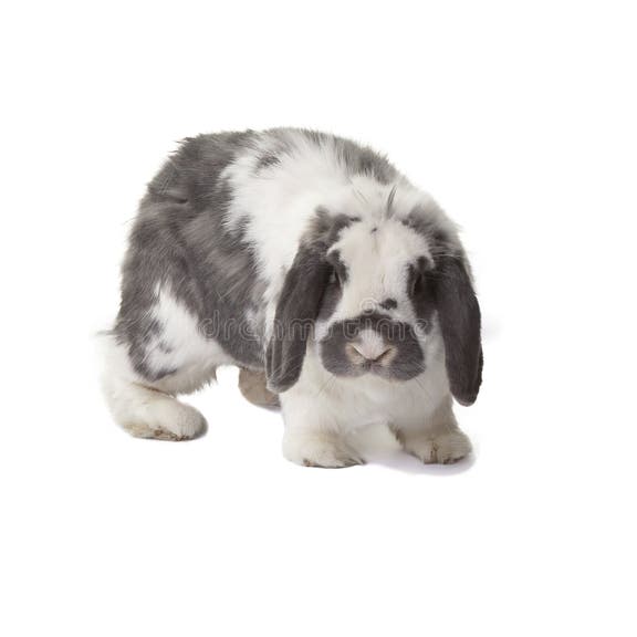 Cute Grey and White Bunny Rabbit Facing Forward Stock Photo - Image of ...