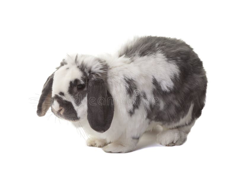 Cute Grey and White Bunny Rabbit Facing Left Stock Photo - Image of ...