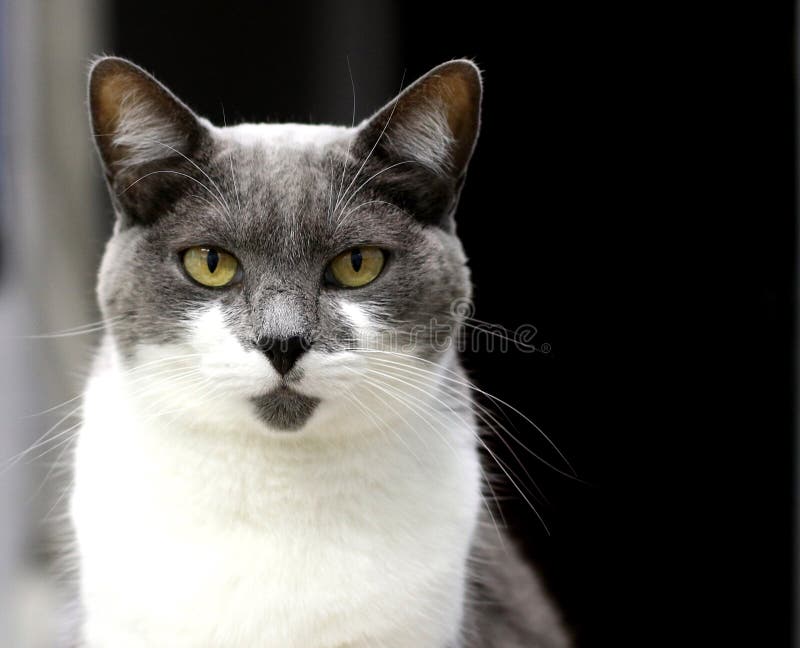 Grey and white cat stock photo. Image of white, cute - 148646130