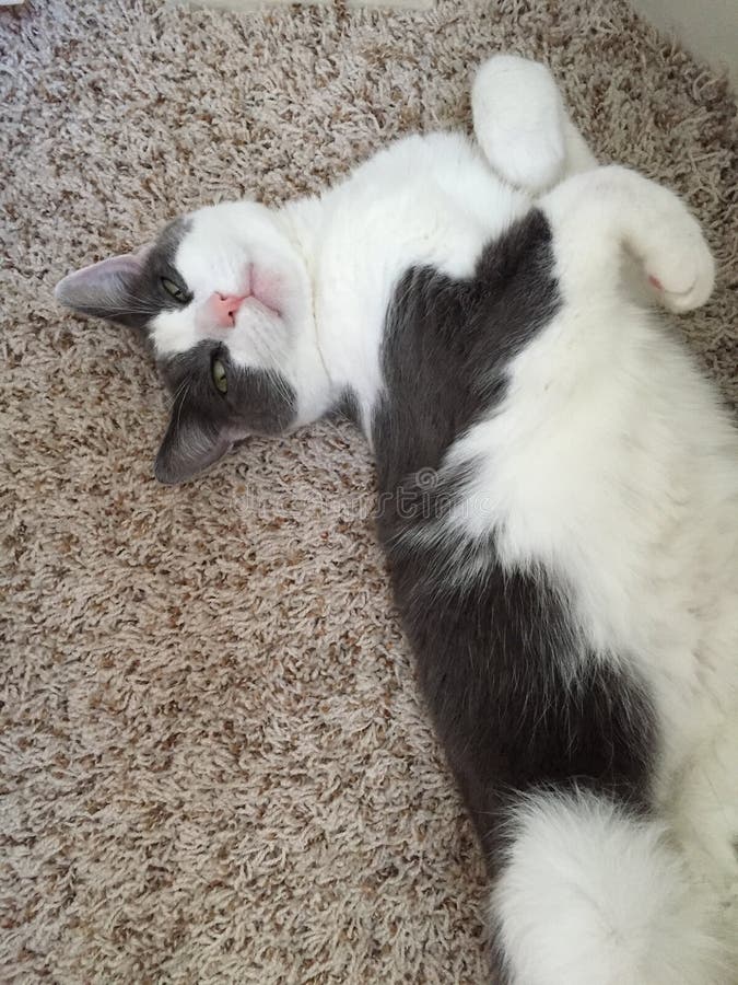 Cute Grey and White Cat on Back Stock Image - Image of curled, cute ...