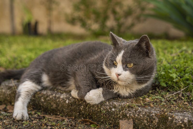 Cute Cat Rest in the Meadow Stock Image - Image of meadow, mammal ...