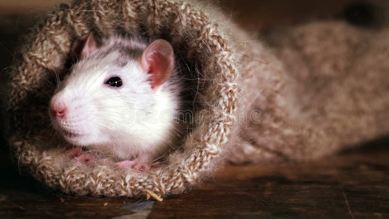 Cute Grey-and-white Rat Peeks Out of a Wool Sock Stock Footage - Video ...