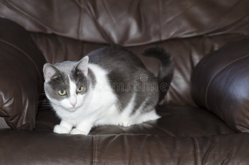 Cute Grey White Snowshoe Cat Stock Photos - Free & Royalty-Free Stock ...